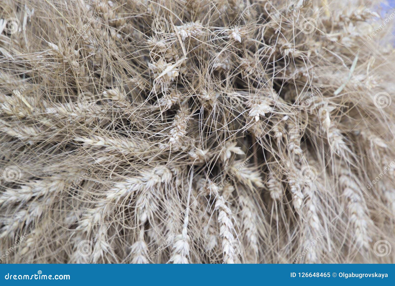 Rye Background with Space for Text Stock Image - Image of text, crops ...