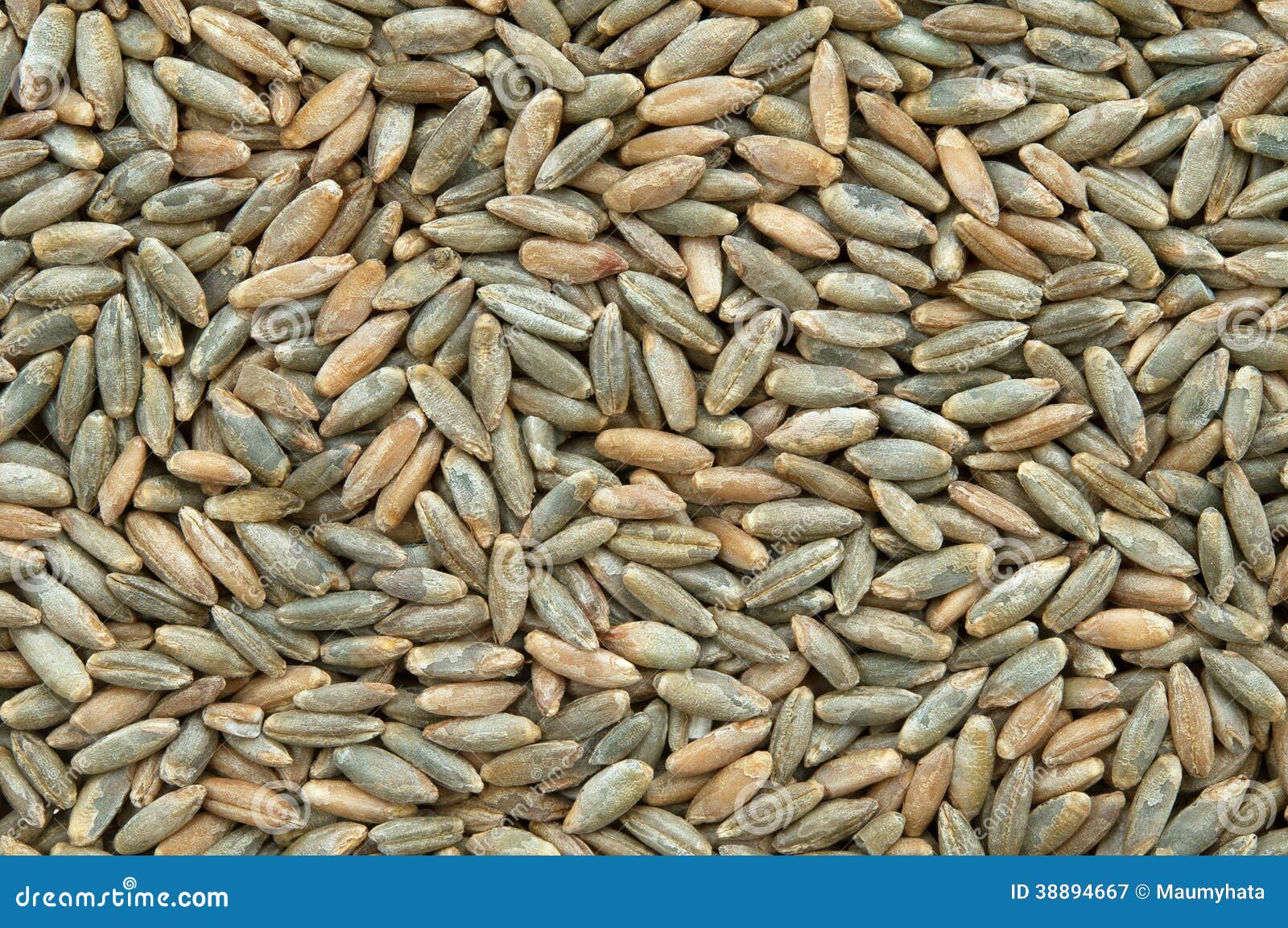 Rye stock image. Image of beige, full, seed, dietary - 38894667