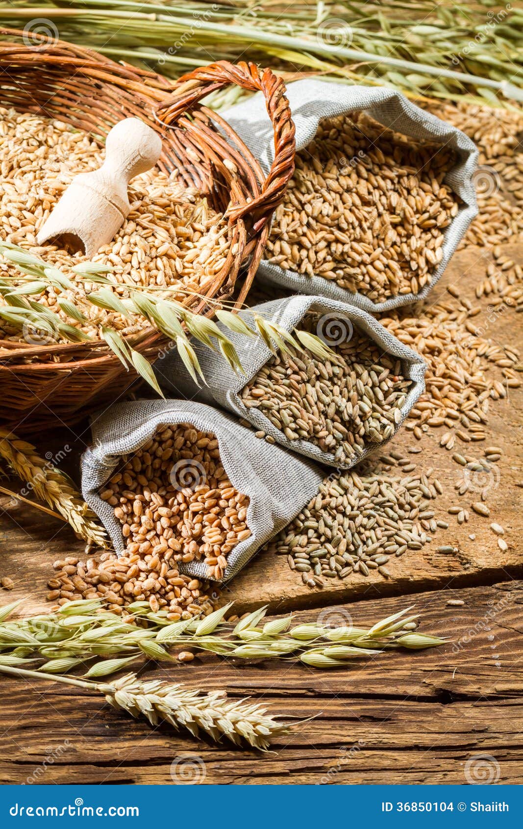 Rye, Barley and Wheat are the Basis for Good Bread Stock Photo - Image ...