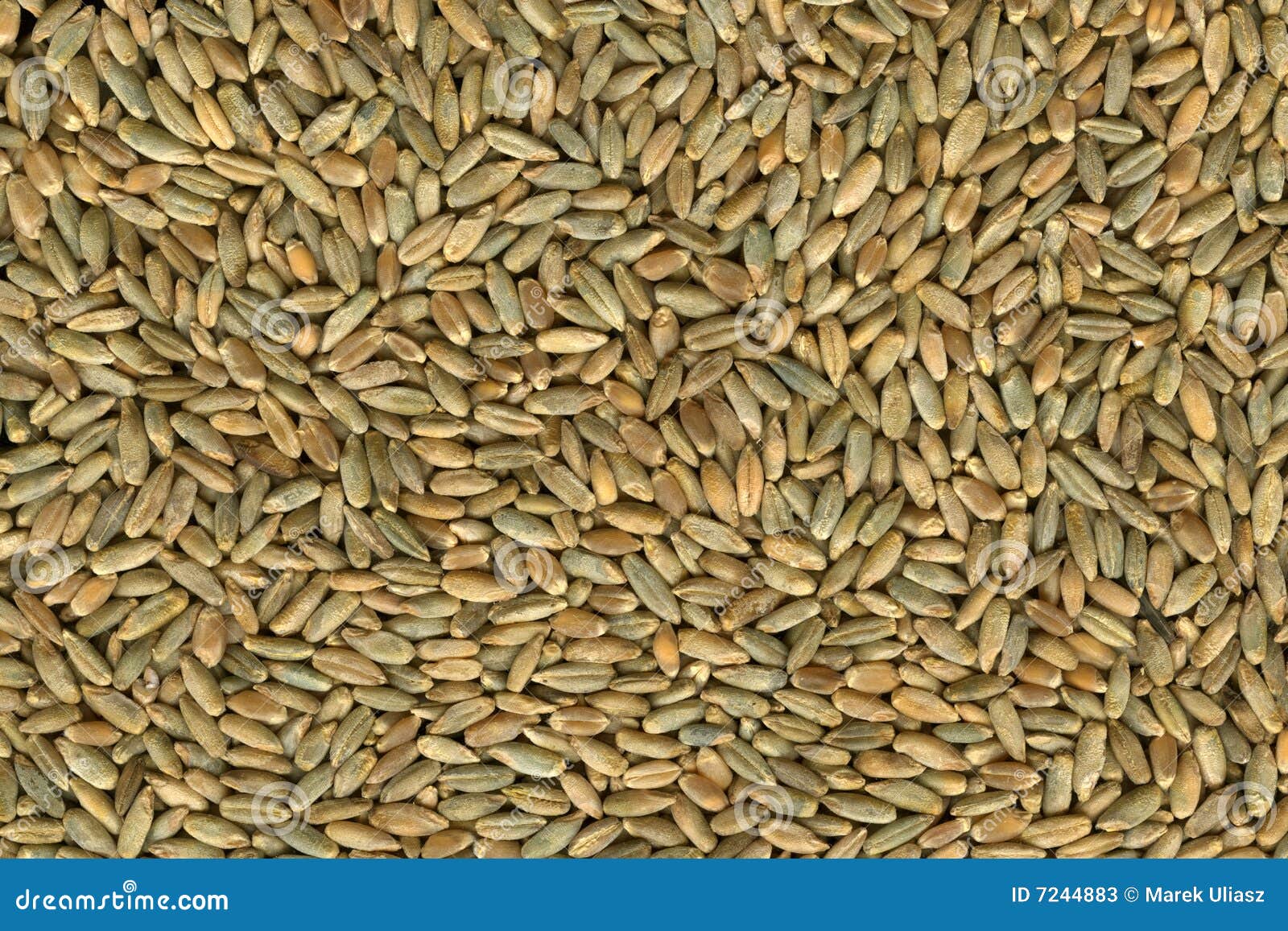 Rye berries background stock image. Image of background - 7244883