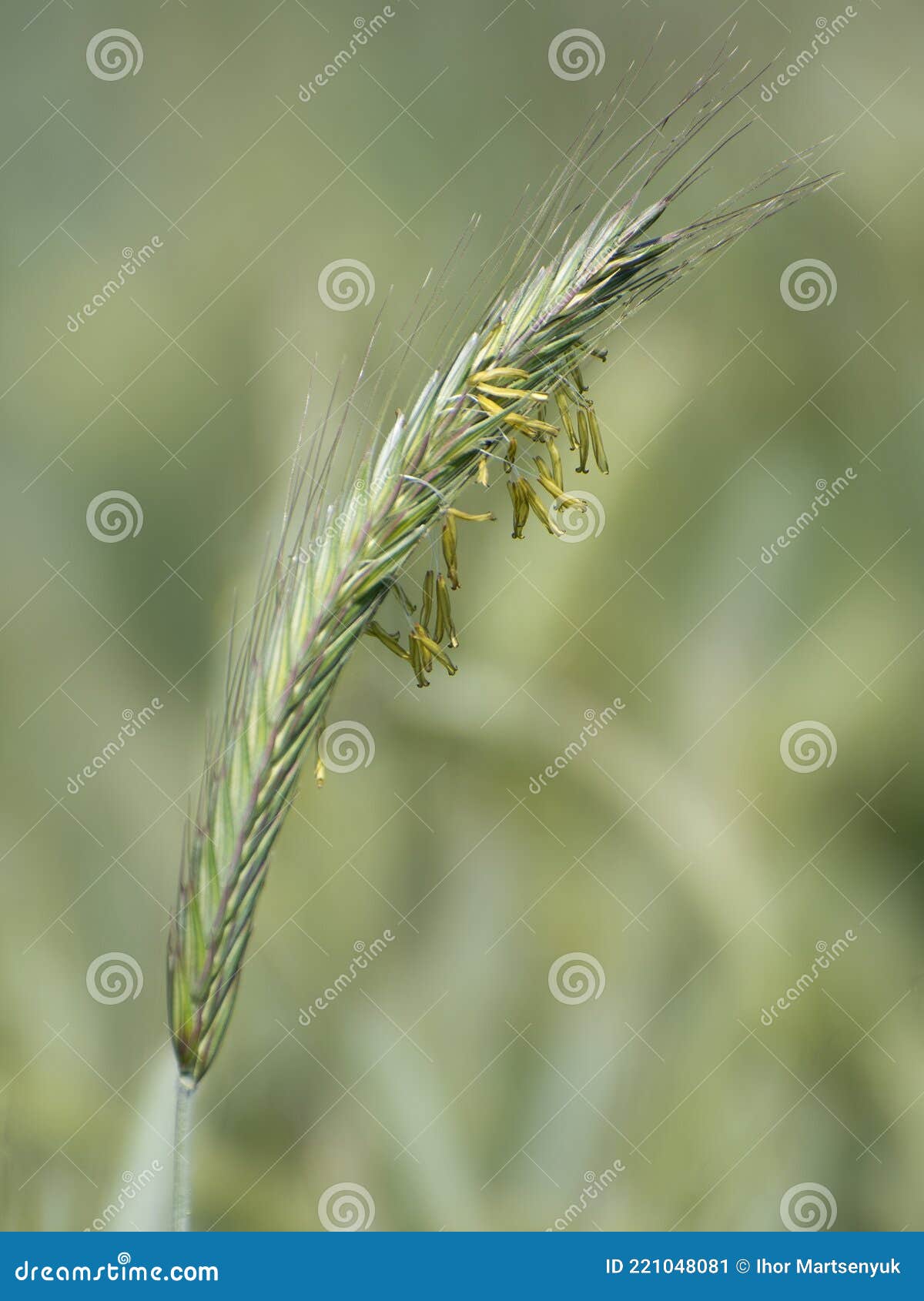 The Rye is in Bloom. an Ear of Grain with Anthers Close-up Stock Image ...
