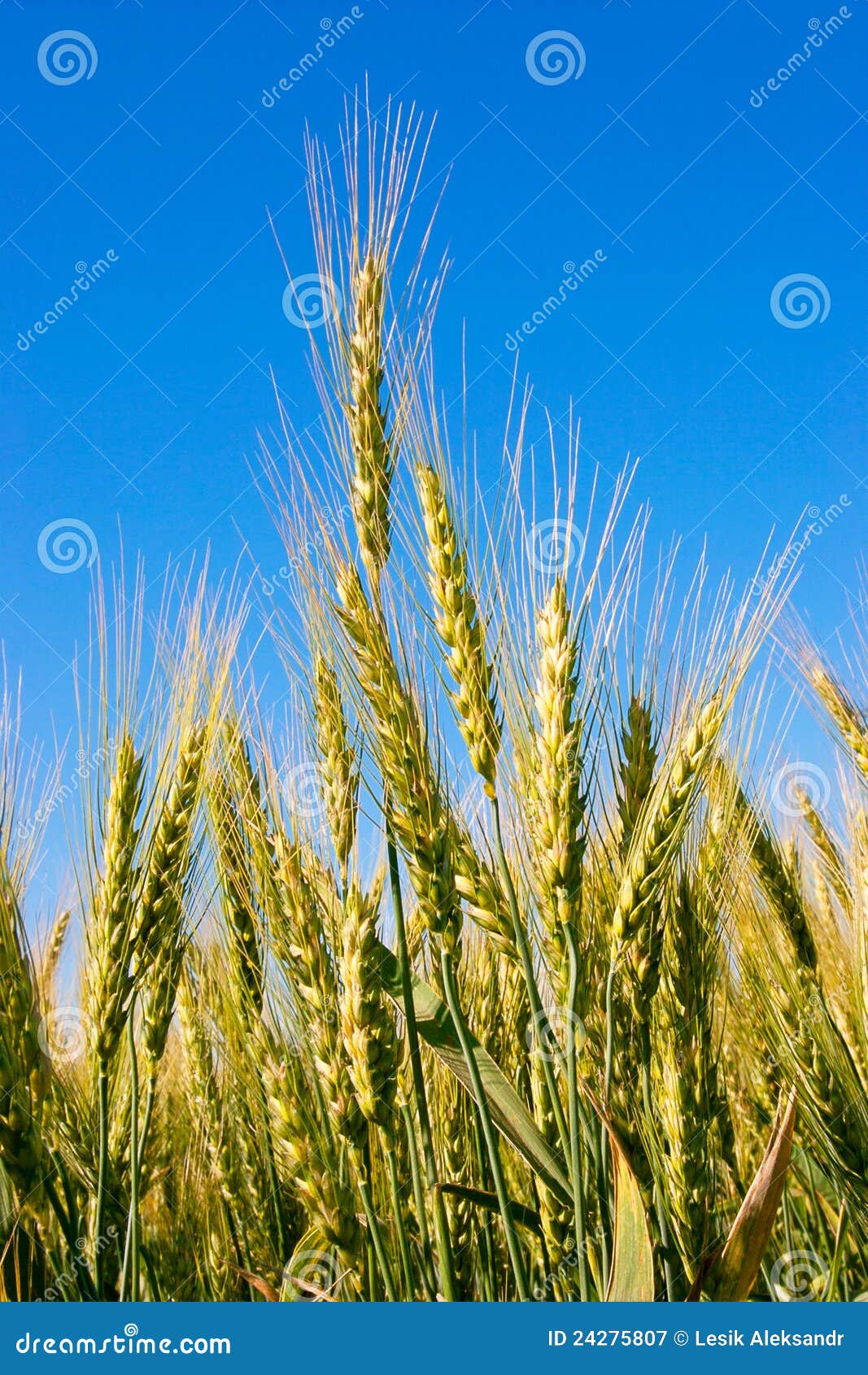 Rye in the blue sky stock image. Image of rural, harvesting - 24275807