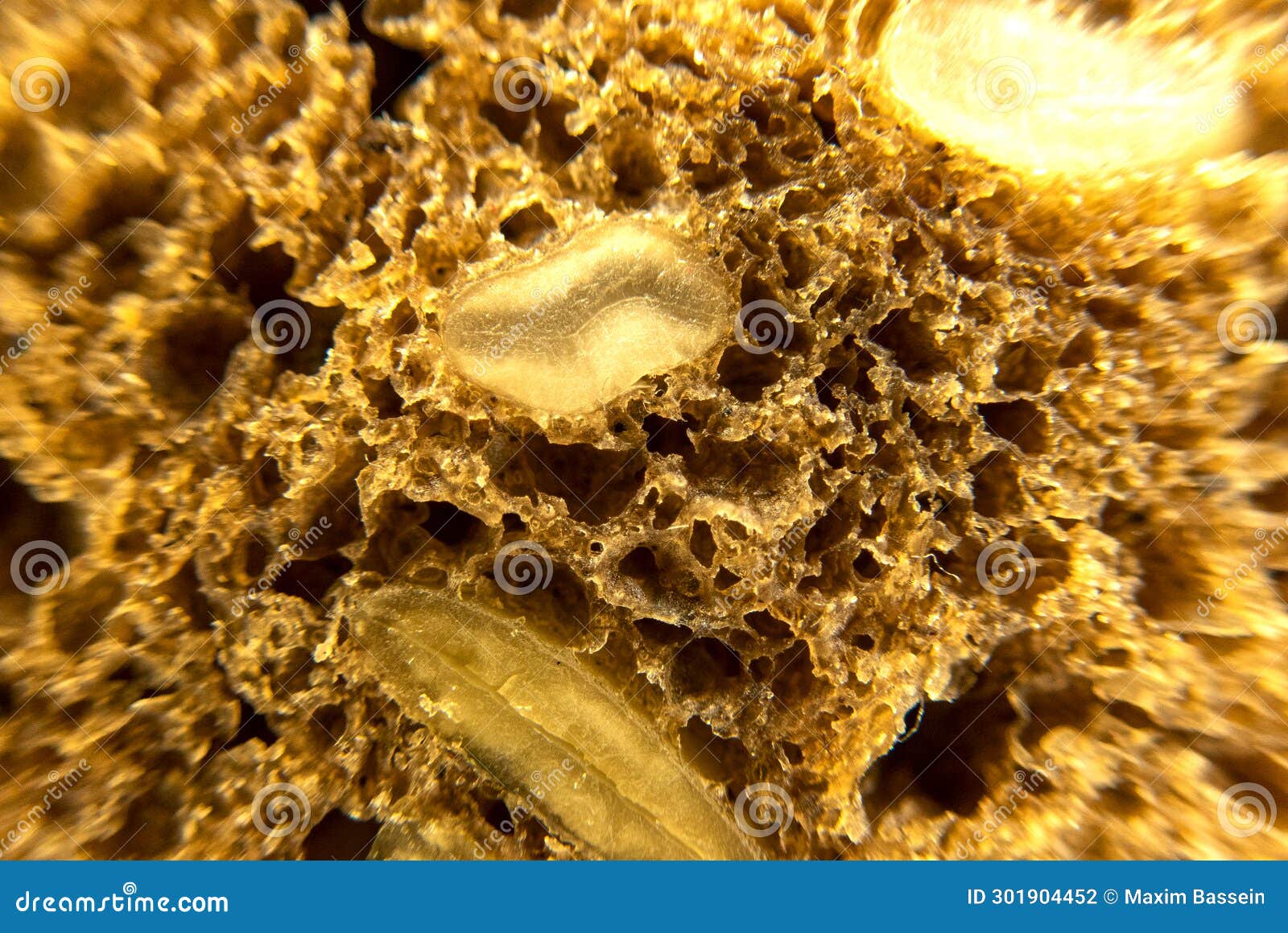 Rye Bread with Sunflower Seeds Under a Microscope. Stock Photo - Image ...