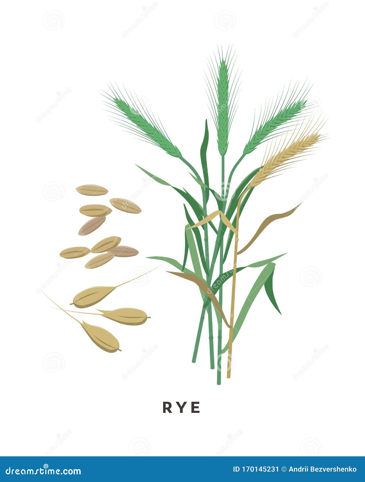 Rye Cereal Grass and Grains - Vector Botanical Illustration in Flat ...