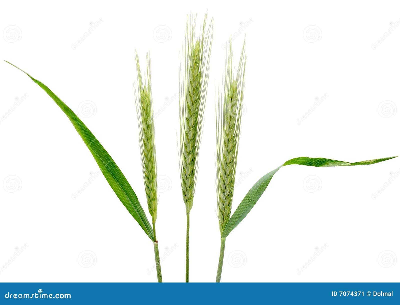 Rye (cereale del Secale) imagen de archivo. Imagen de tres - 7074371