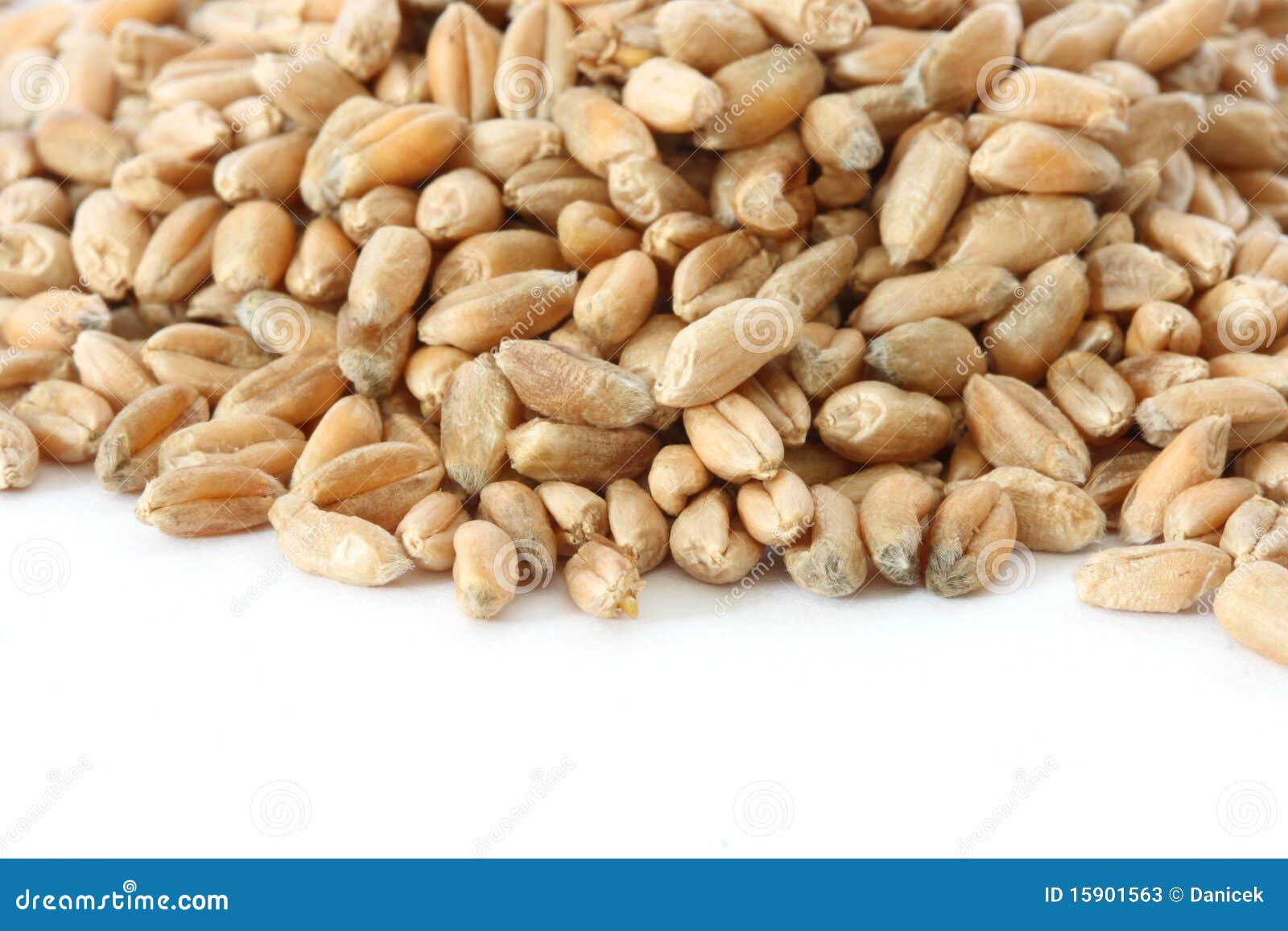 Rye corn close up stock image. Image of grain, heap, detail - 15901563