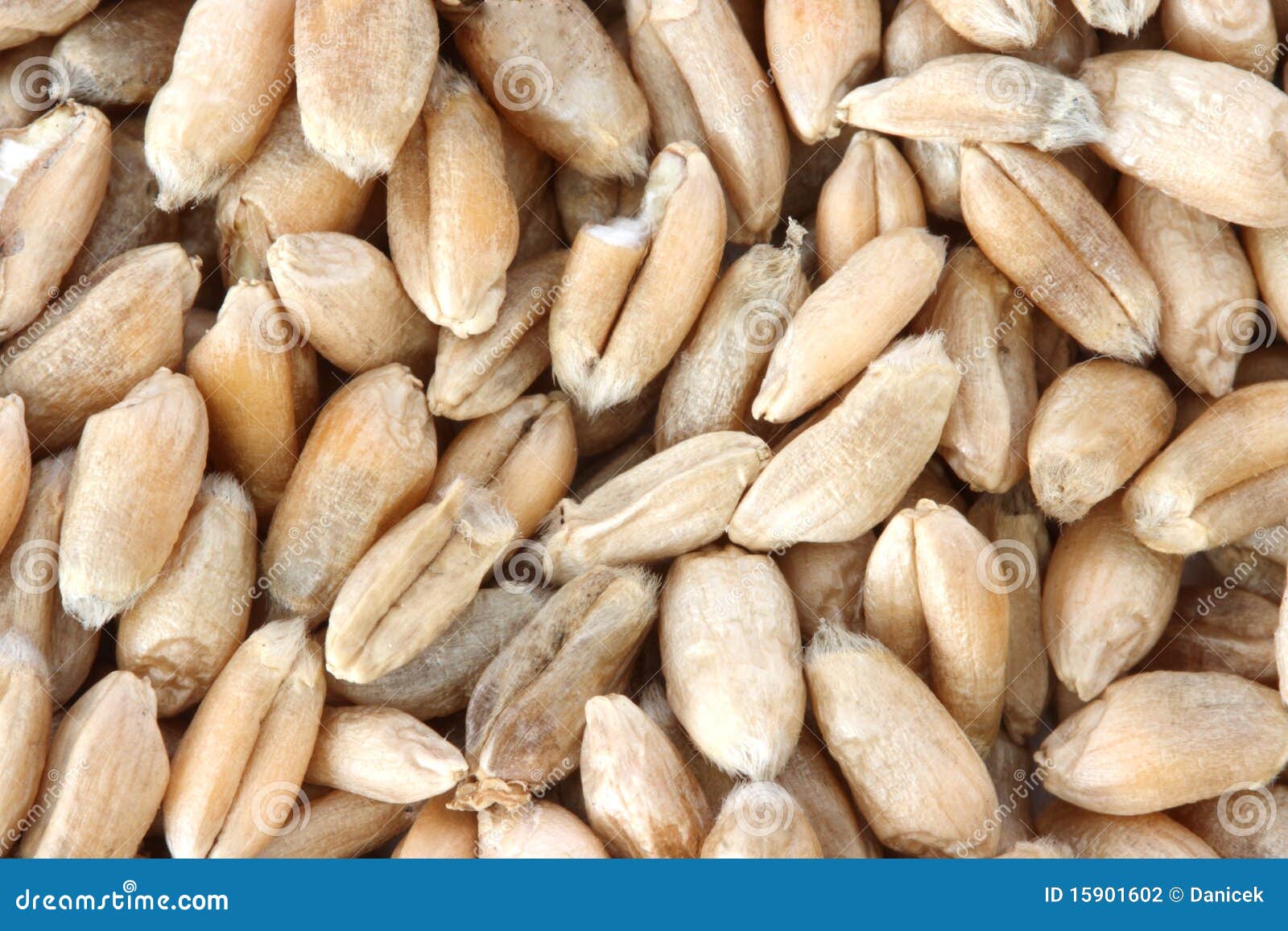 Rye corn close up stock photo. Image of grain, detail - 15901602