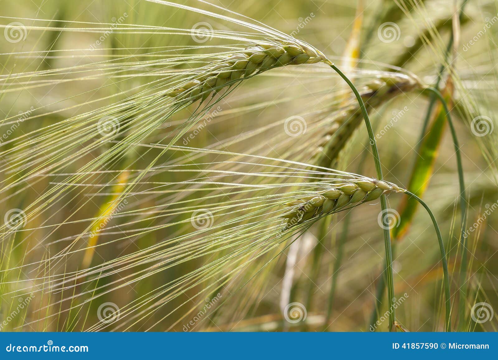 Rye - corn stock photo. Image of winter, ethanol, food - 41857590