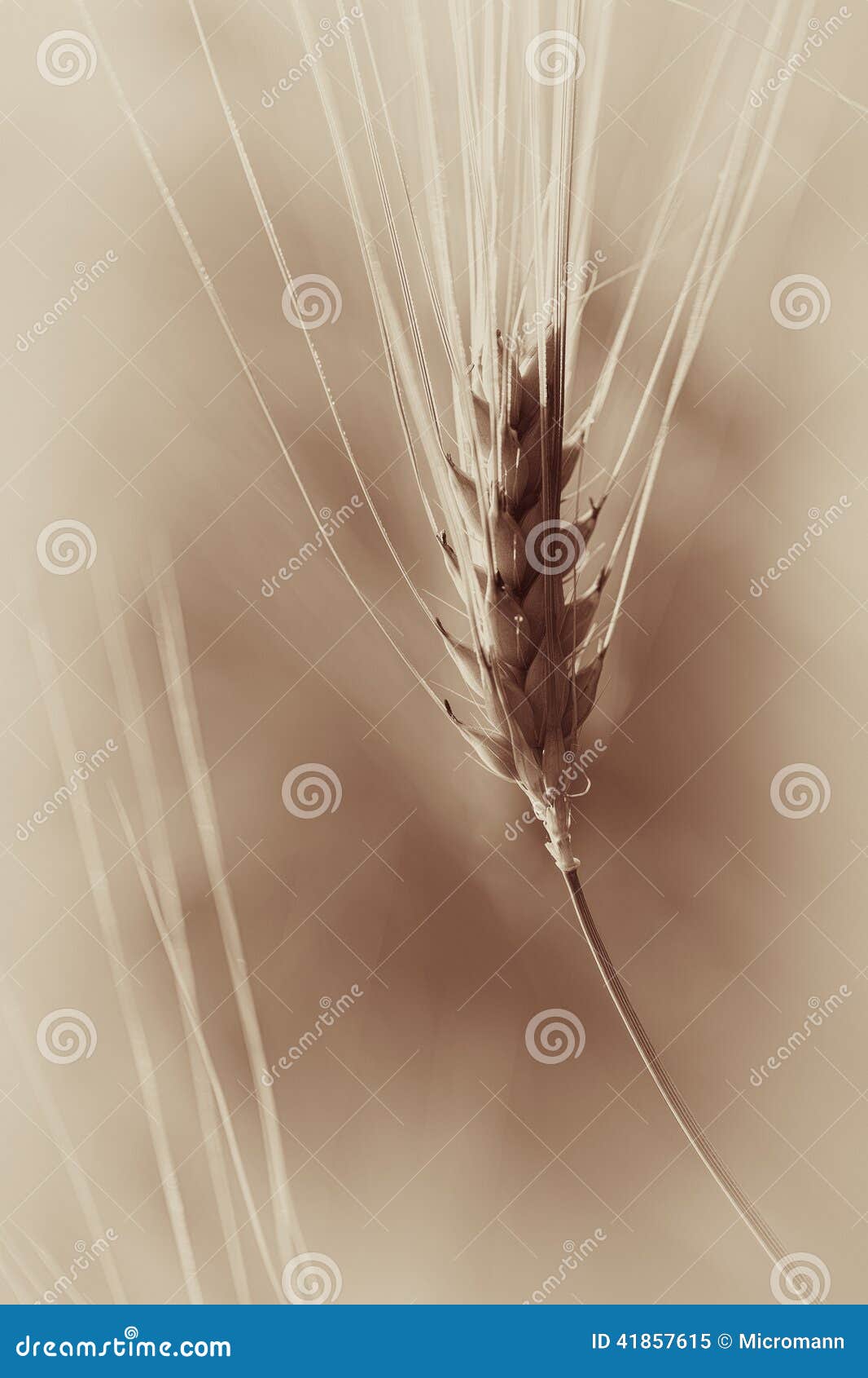 Rye - corn - orange tint stock image. Image of orange - 41857615