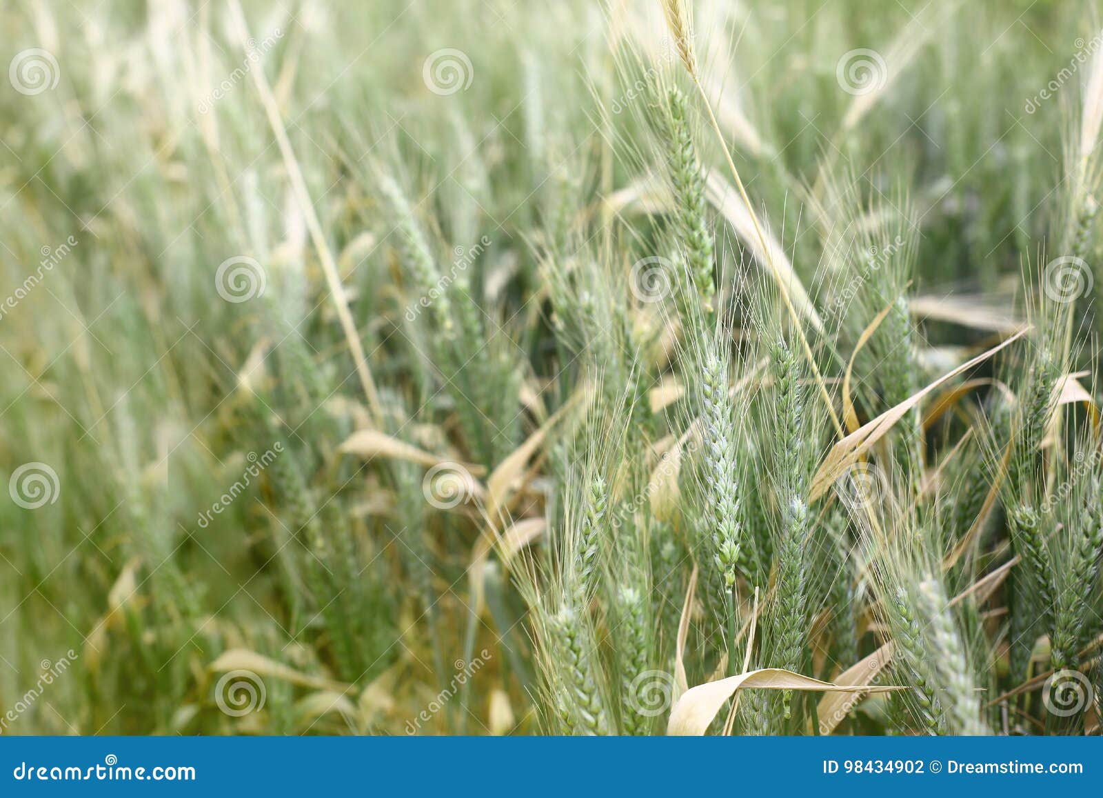 The rye crop on the field stock photo. Image of scenery - 98434902