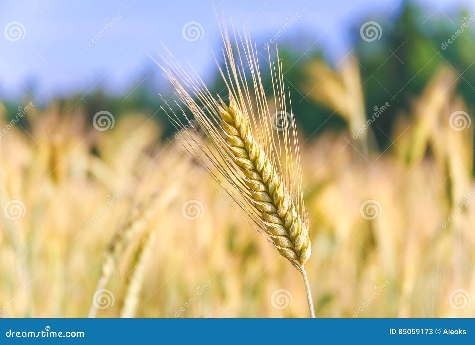 The rye crop stock image. Image of agricultural, econom - 85059173