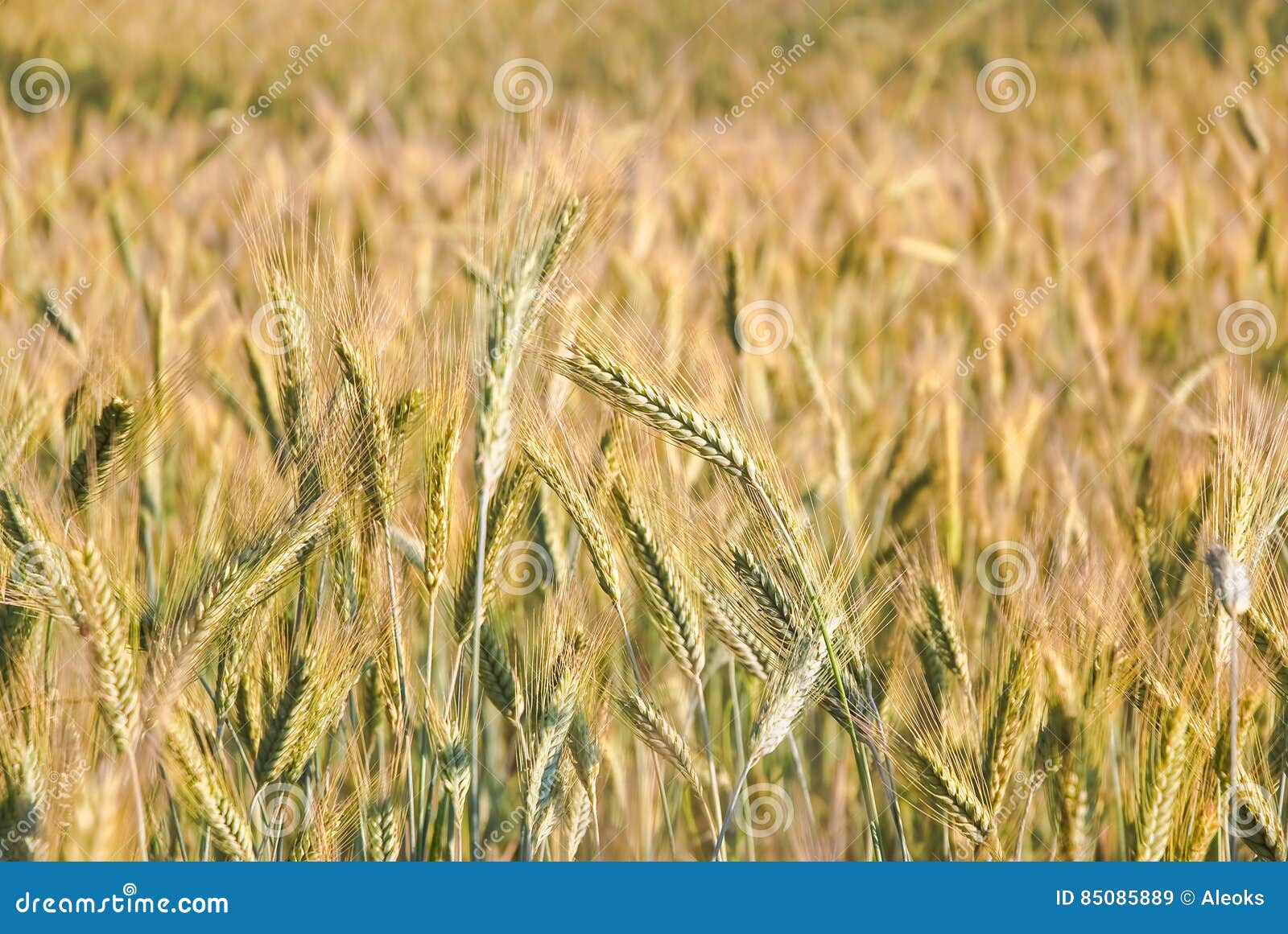 The rye crop stock image. Image of econom, cereal, fowl - 85085889