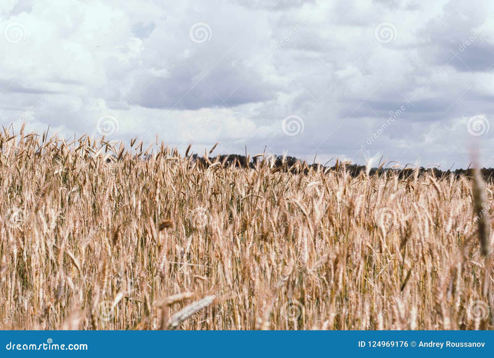 The Rye Crop, Secale Cereale, on the Field Stock Photo - Image of grain ...