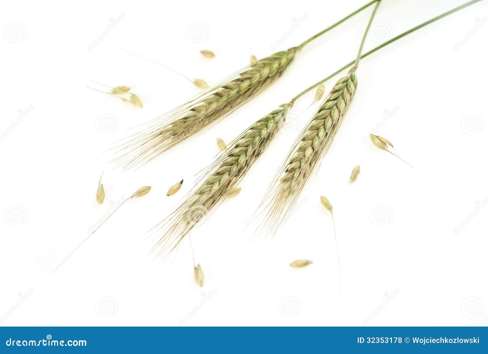 Rye stock photo. Image of rapprochement, harvest, green - 32353178