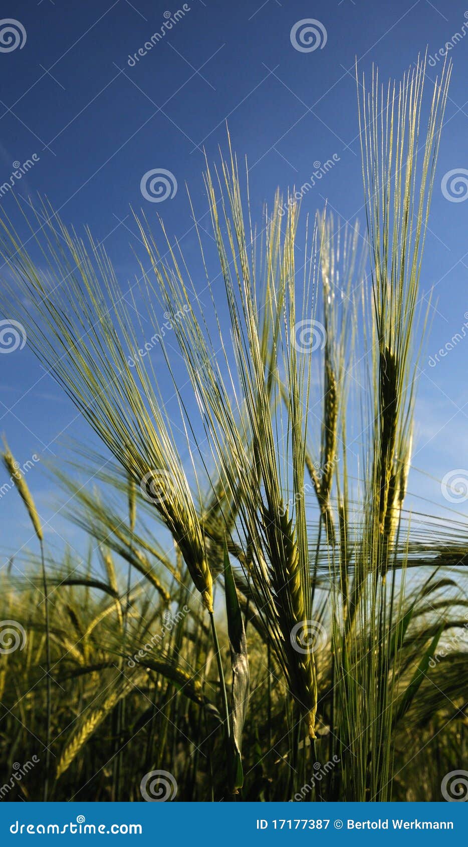 Rye ears stock image. Image of growth, stalk, seed, culture - 17177387