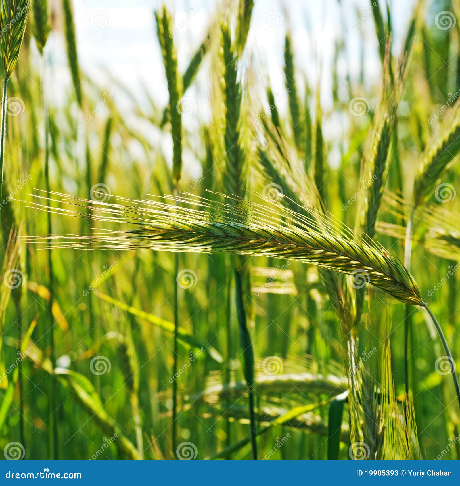 Rye ears stock image. Image of close, nature, fresh, scene - 19905393