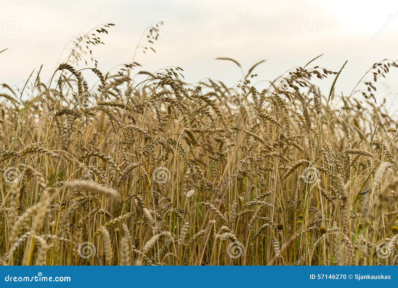 Rye ears stock photo. Image of rural, environment, growing - 57146270