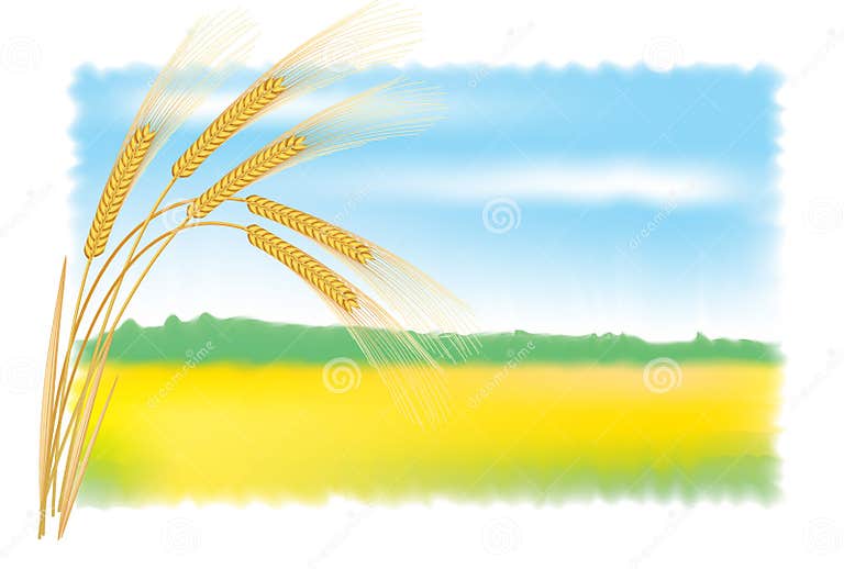 Rye Ears and Field. Vector Illustration. Stock Vector - Illustration of ...