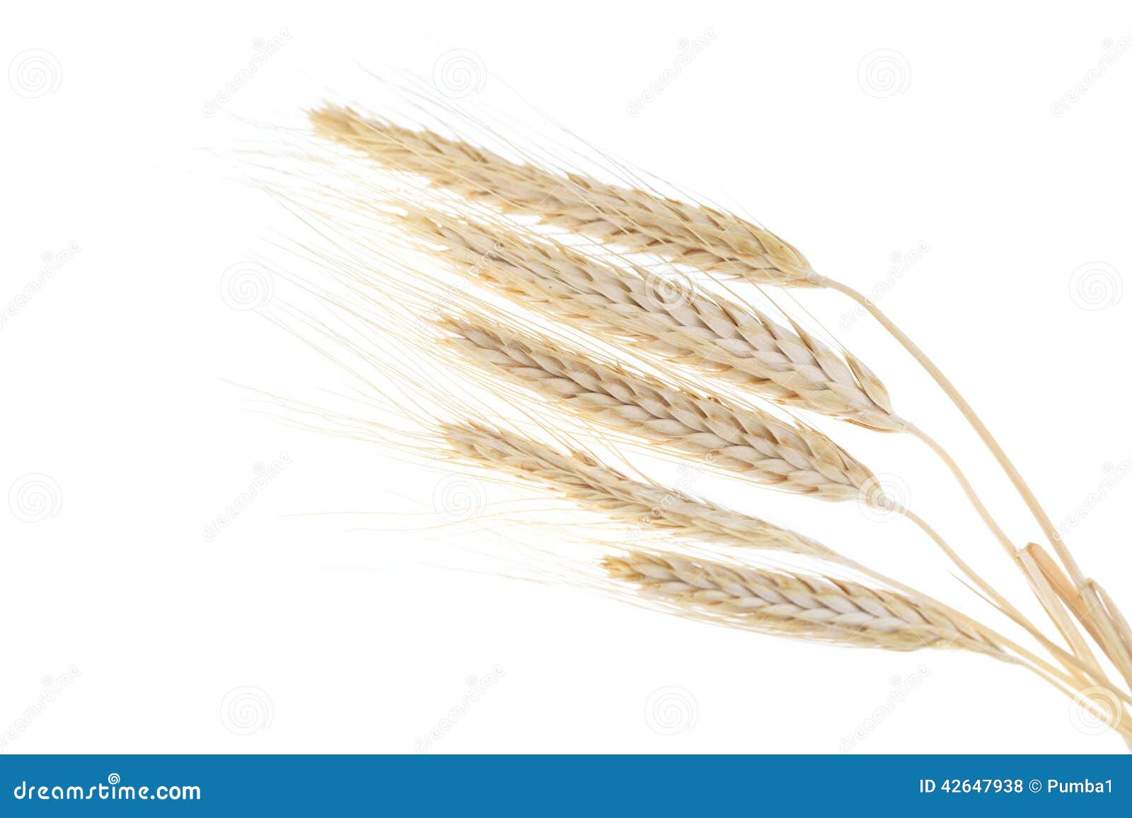 Rye Ears Isolated on White Background Stock Photo - Image of close ...