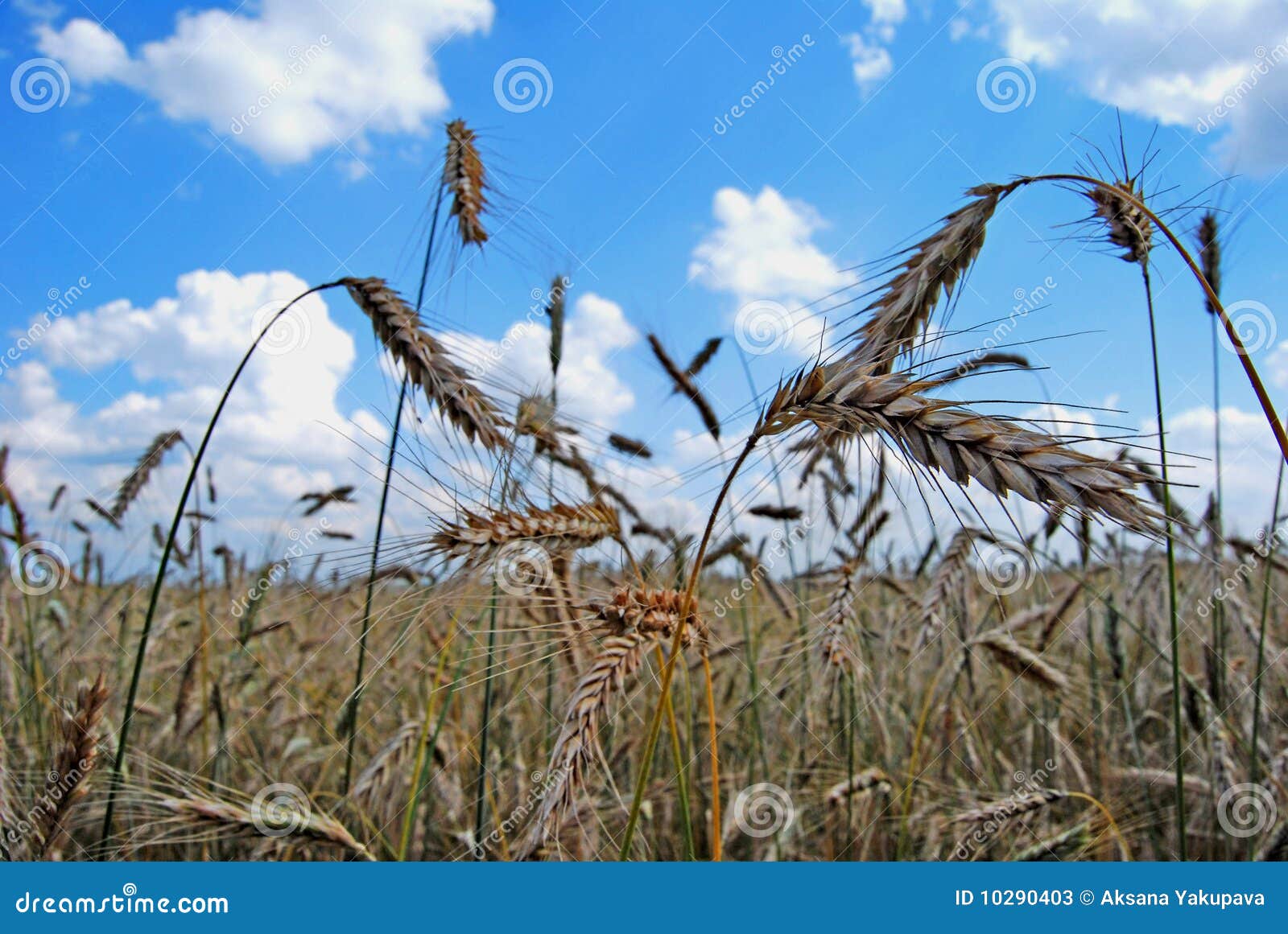 Rye field stock image. Image of autumn, background, grow - 10290403