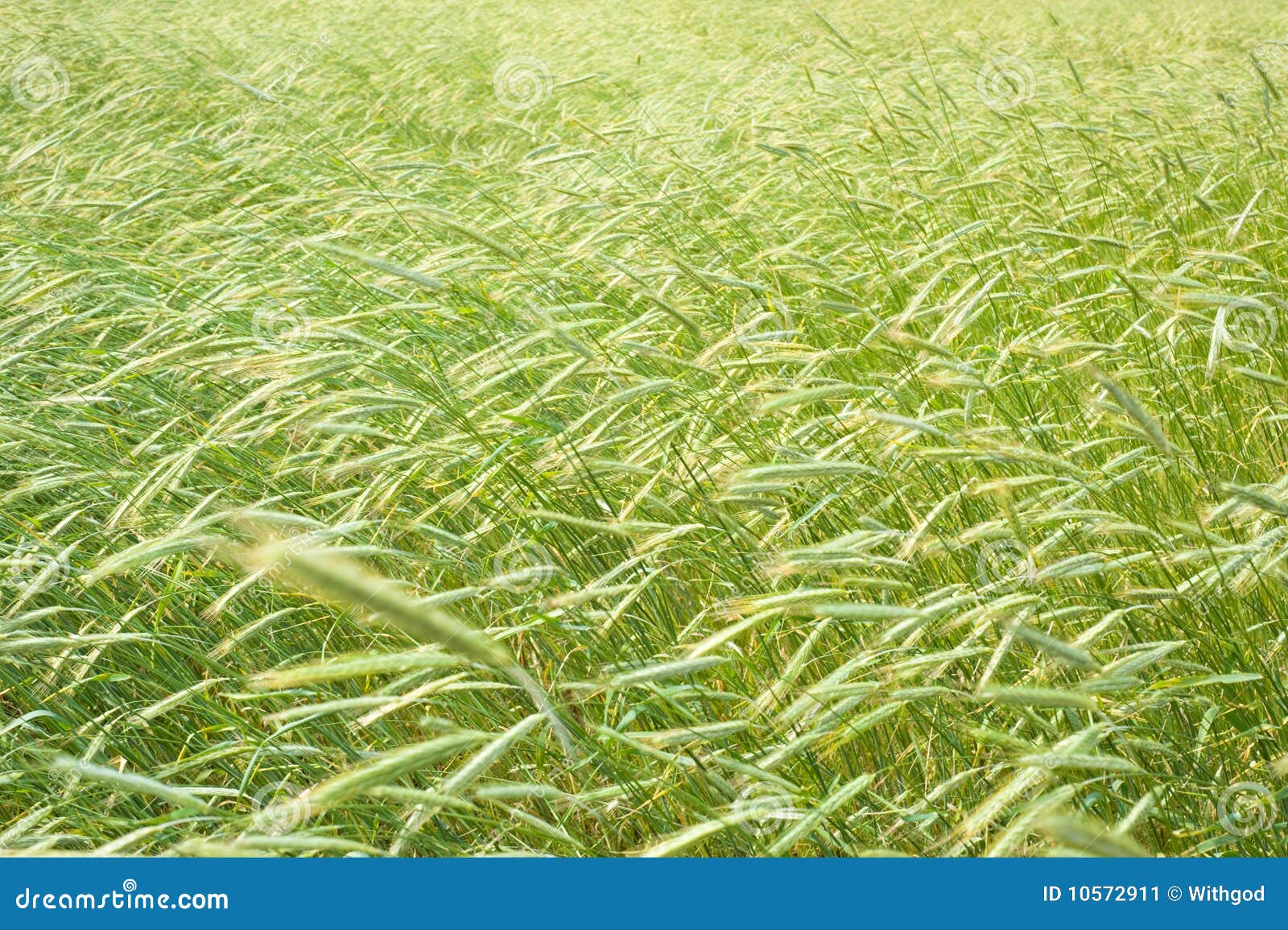 Rye field stock image. Image of production, growing, grass - 10572911