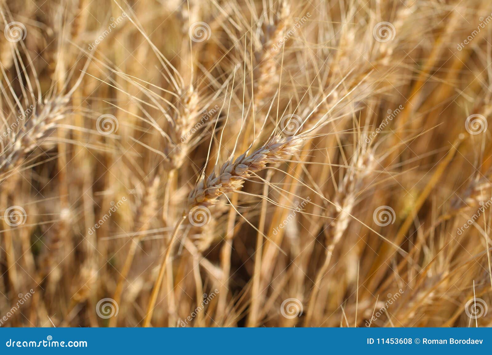 Rye field. stock photo. Image of health, barley, golden - 11453608