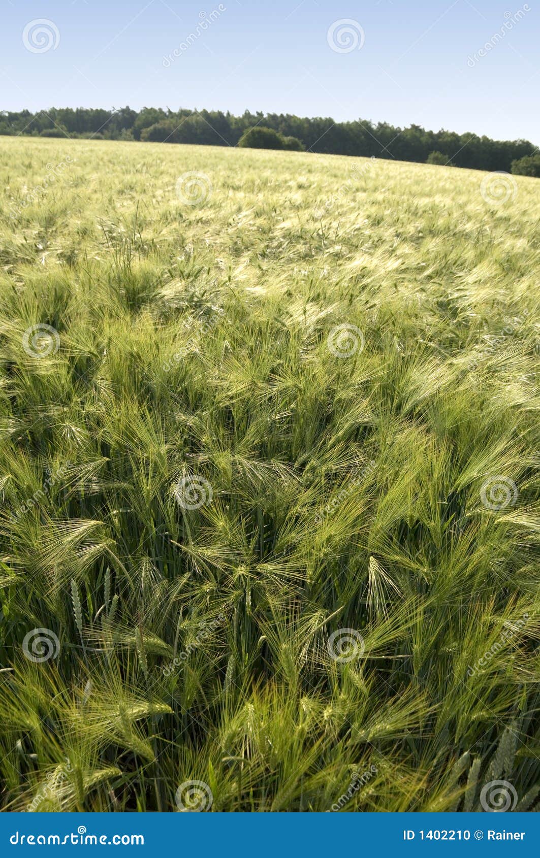Rye field stock photo. Image of food, ears, arable, field - 1402210