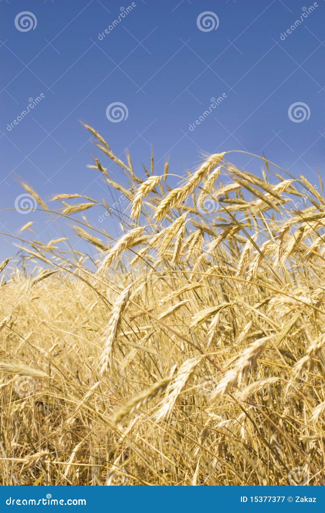 Rye field stock image. Image of harvest, macro, farming - 15377377