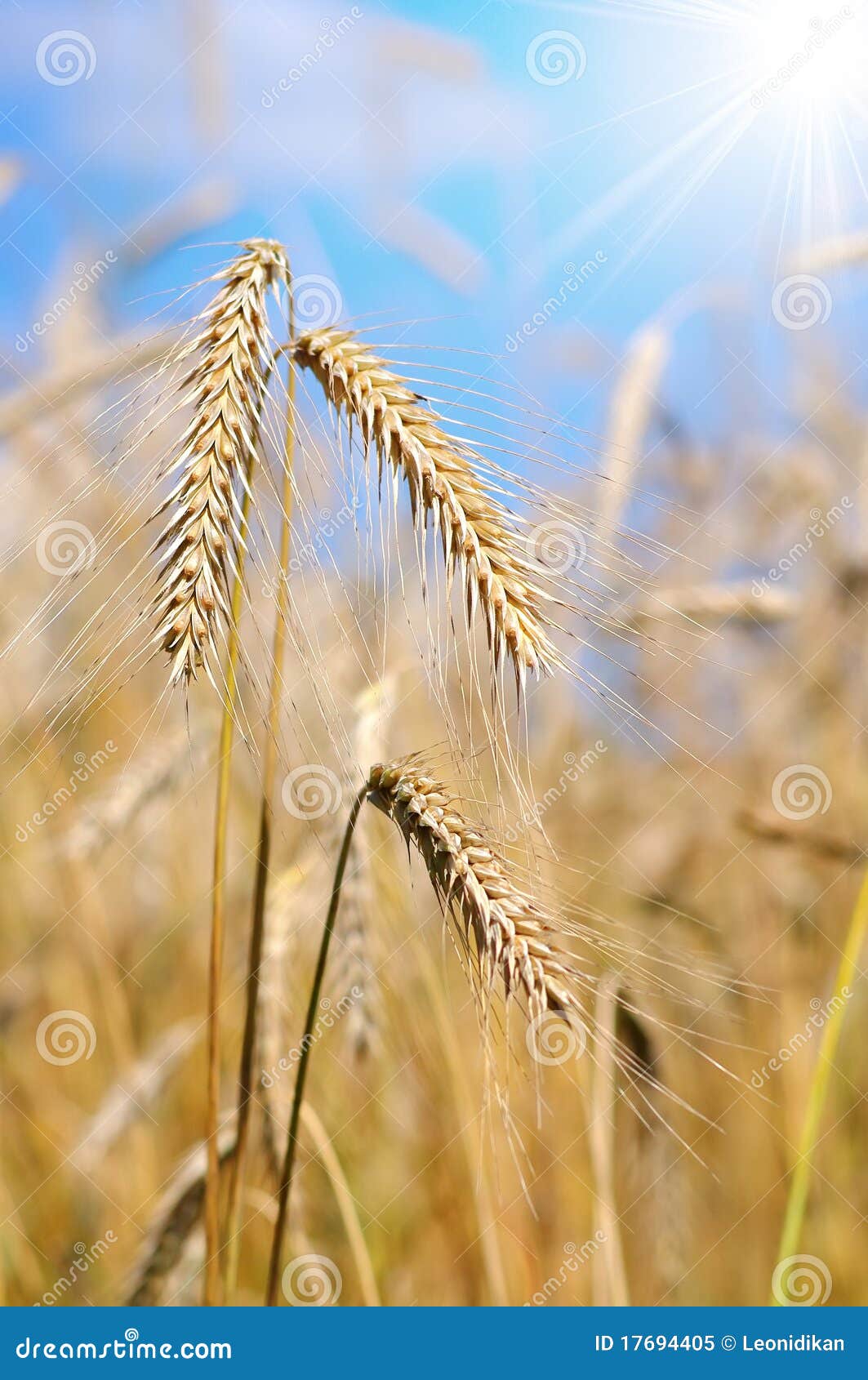 Rye field stock image. Image of grain, farmland, cereal - 17694405