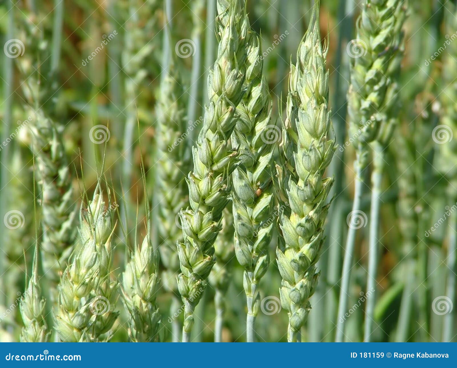 Rye field stock image. Image of field, garden, oats, crop - 181159