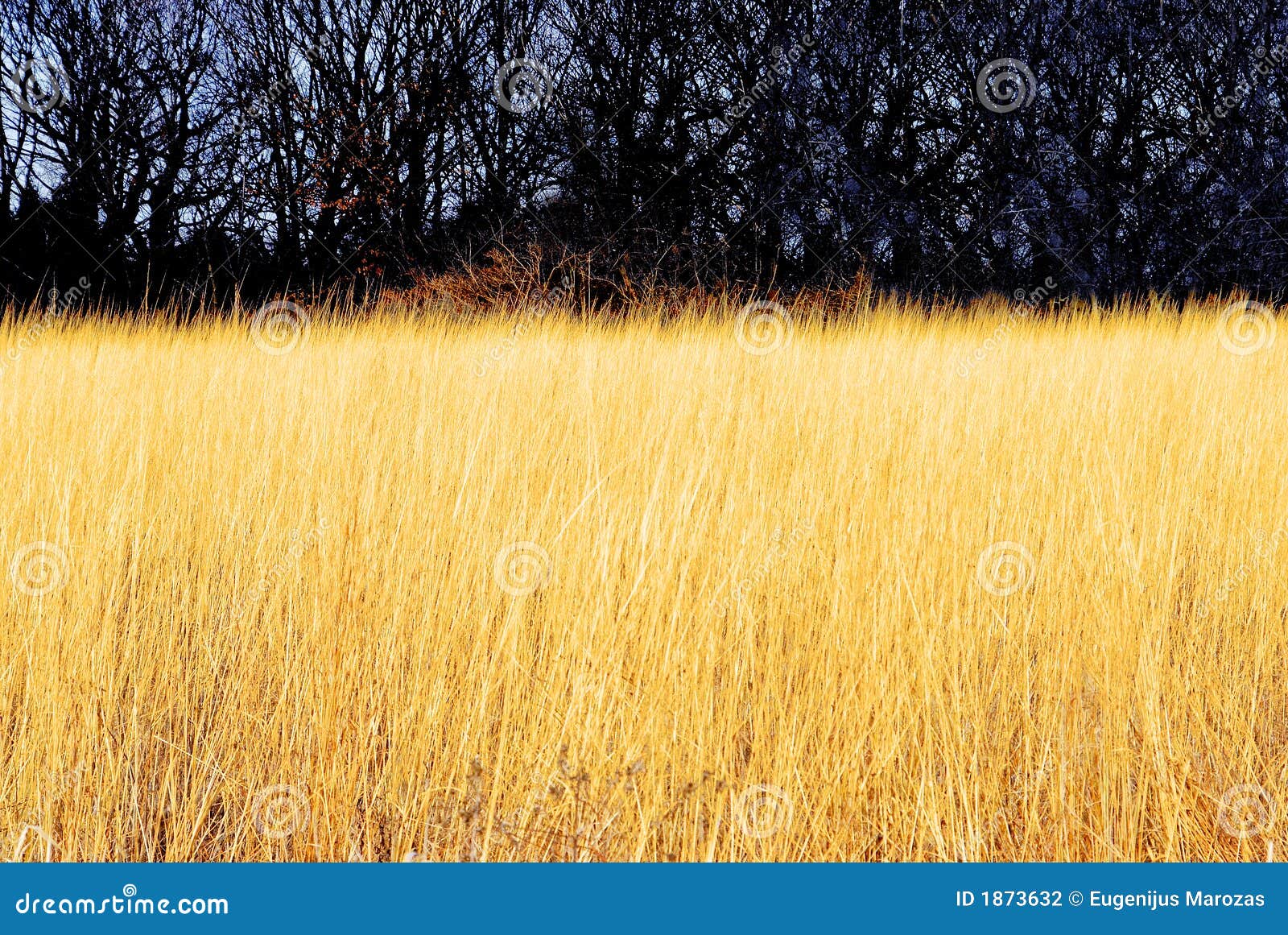 Rye field stock photo. Image of rural, harvest, landscape - 1873632