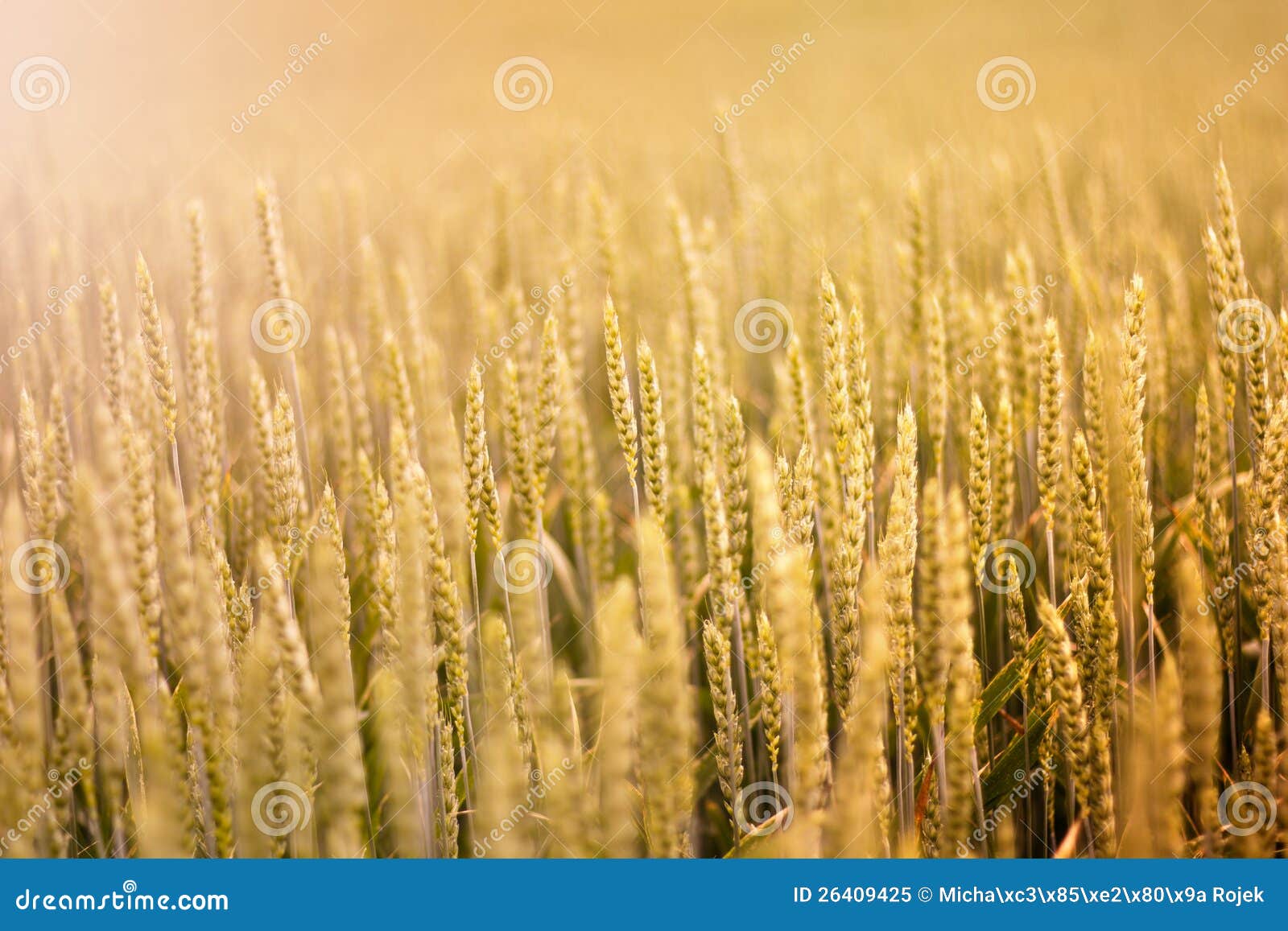 Rye field stock image. Image of background, clouds, agriculture - 26409425