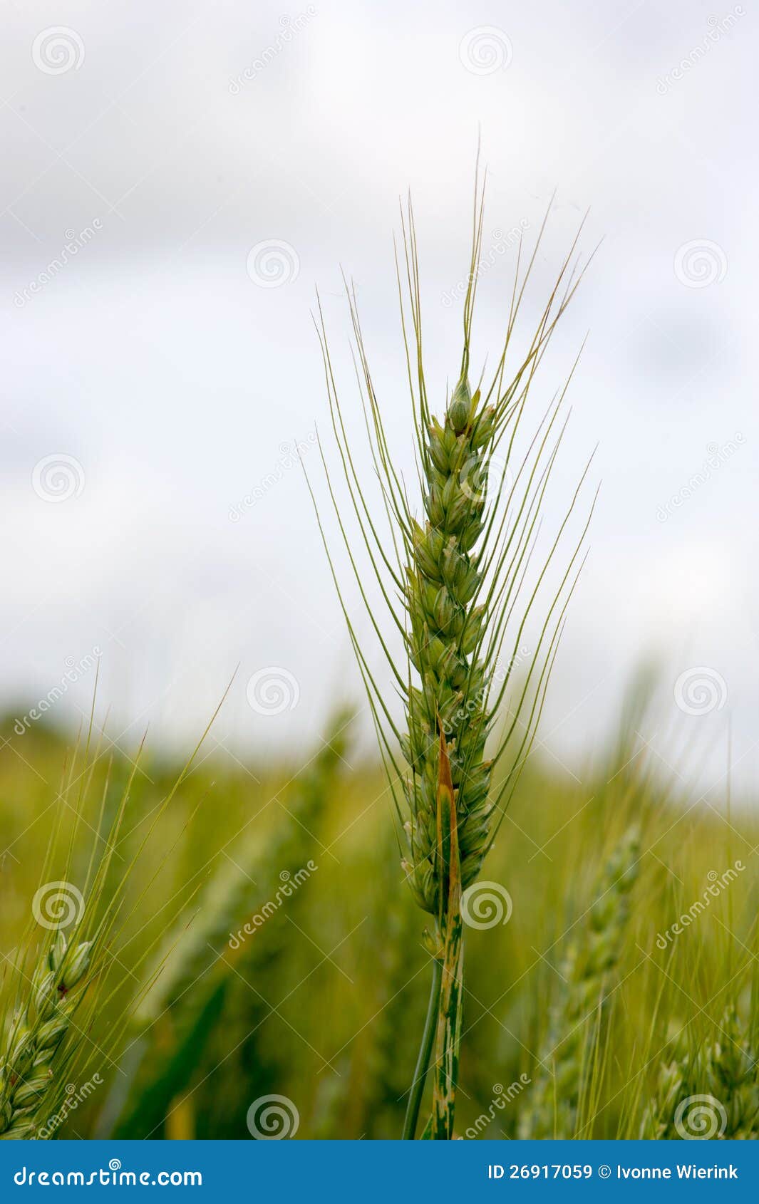 Rye field stock image. Image of food, grain, single, blade - 26917059