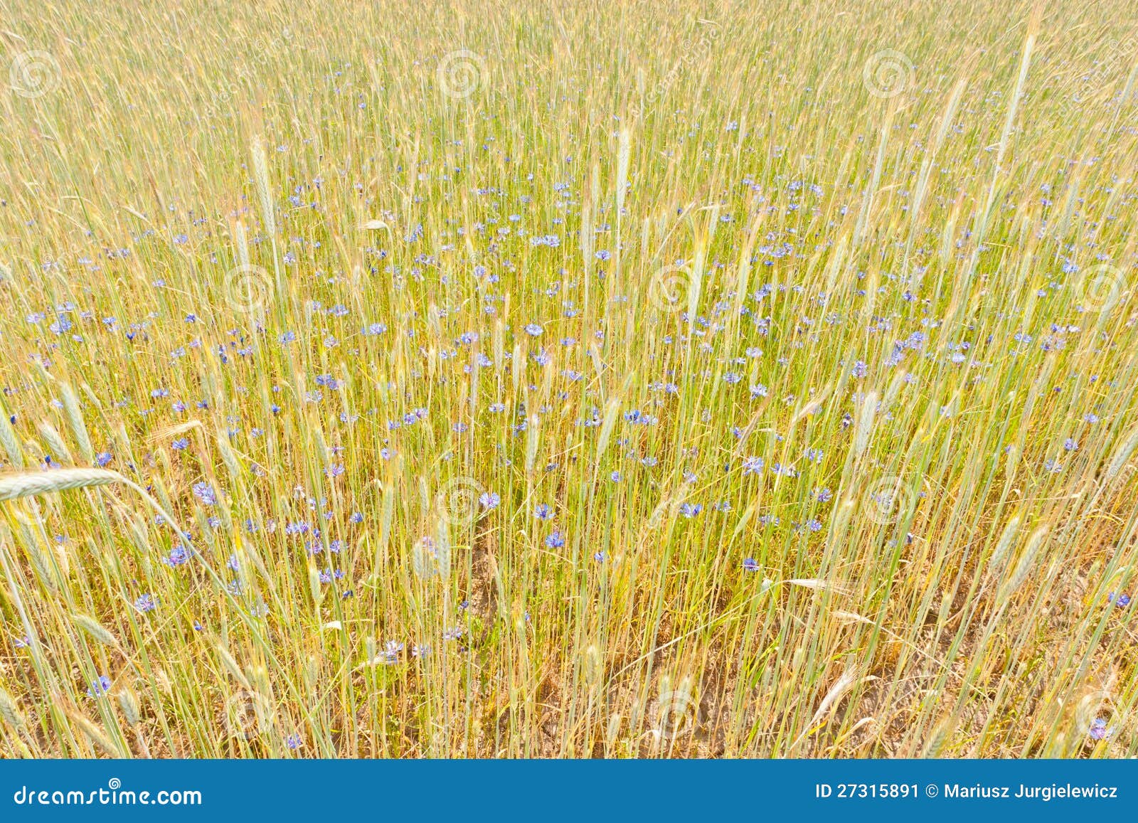 Rye Field stock image. Image of farmland, growing, cereal - 27315891
