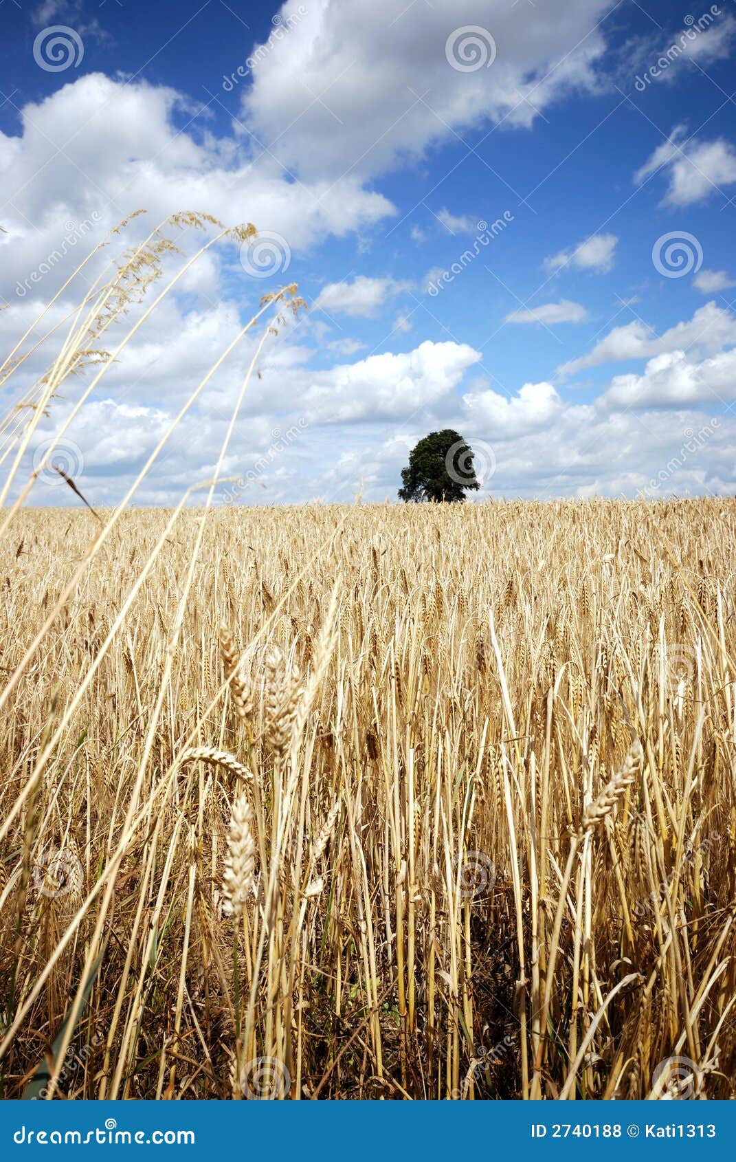 Rye field stock photo. Image of summer, nature, scene - 2740188