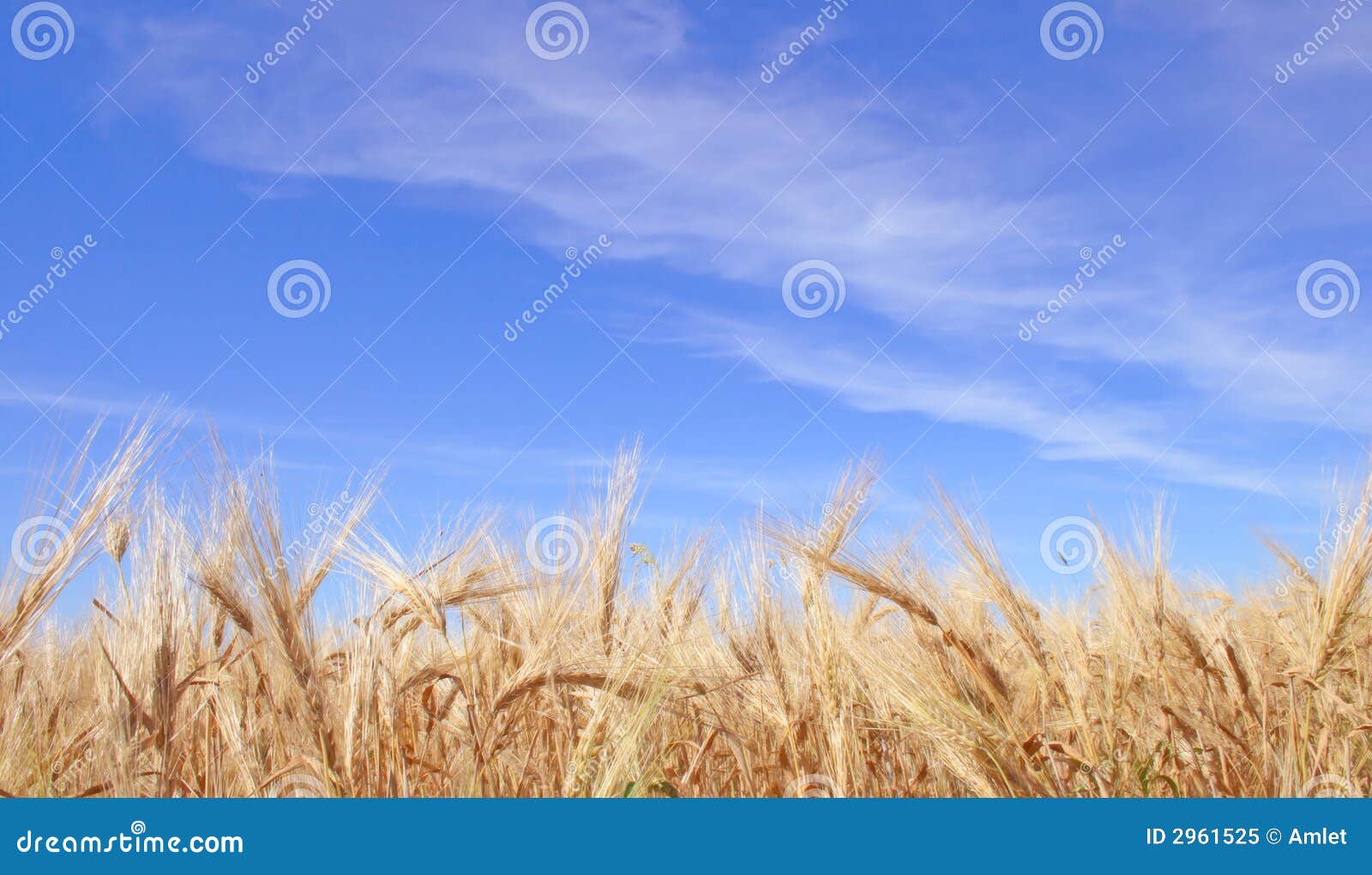 Rye field 5 stock image. Image of nice, happy, field, countryside - 2961525