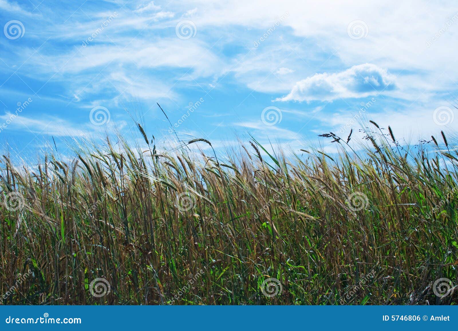 Rye field stock photo. Image of cloud, summer, background - 5746806
