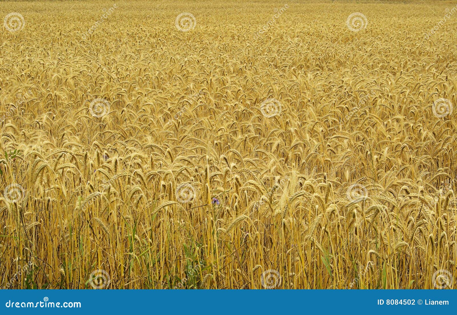 Rye field stock photo. Image of farm, summer, agriculture - 8084502