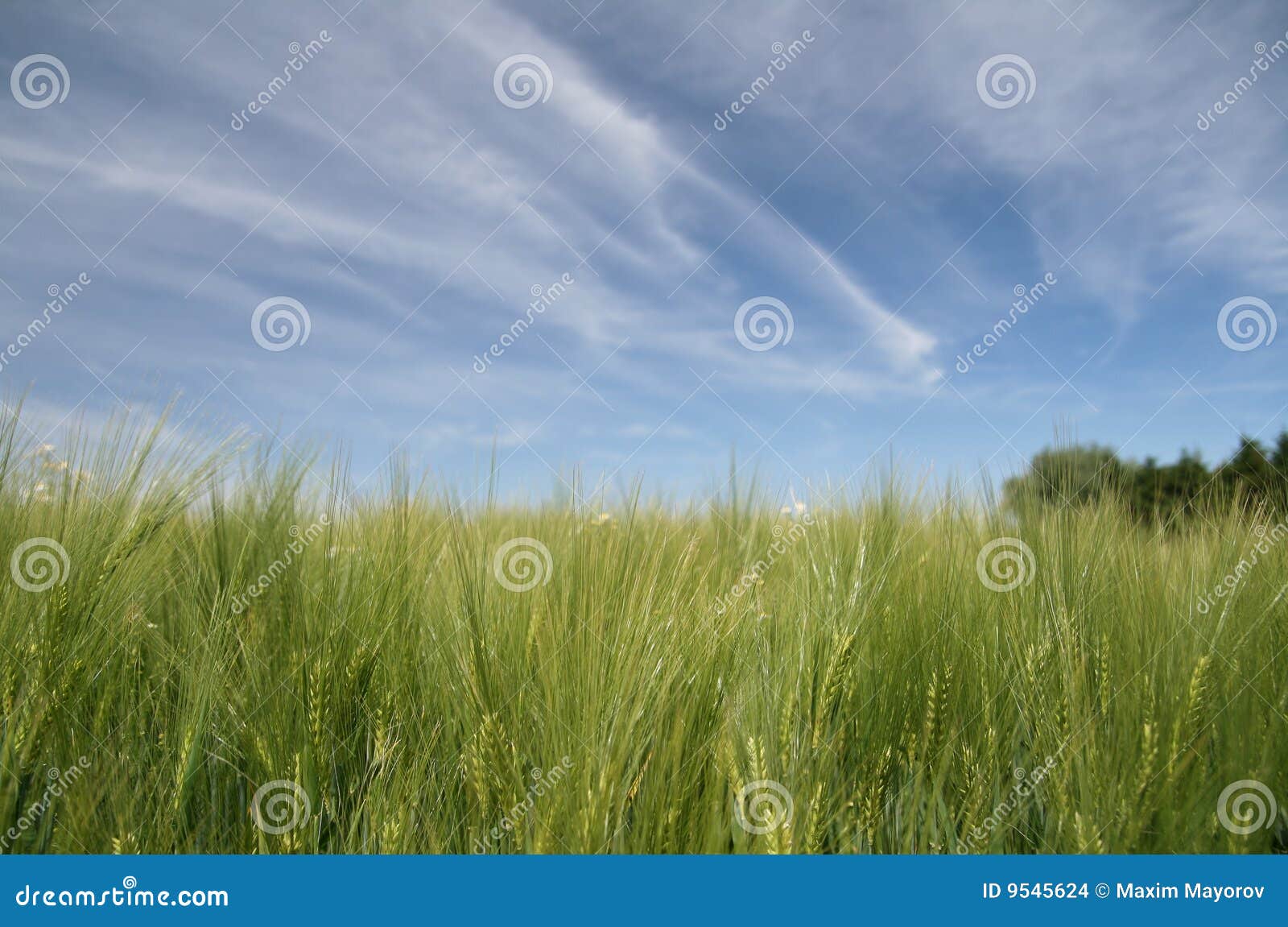 Rye field stock photo. Image of abundance, farming, crops - 9545624