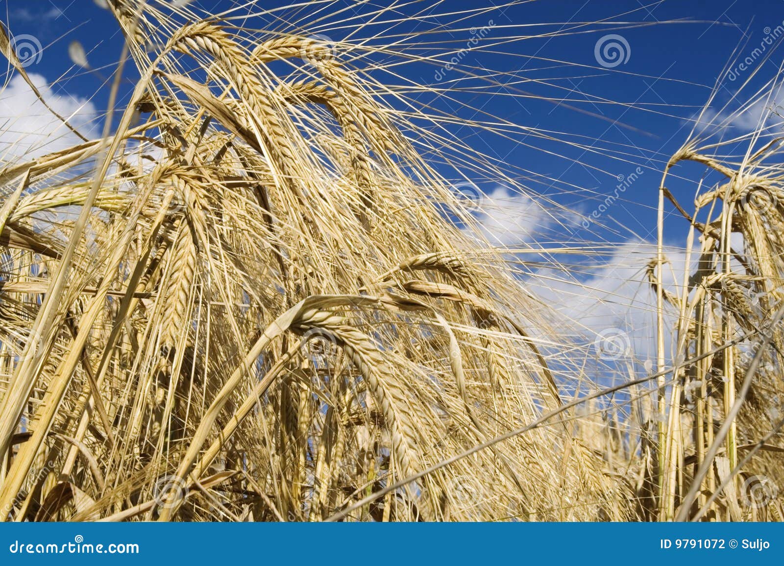 Rye field stock photo. Image of farming, grass, agriculture - 9791072