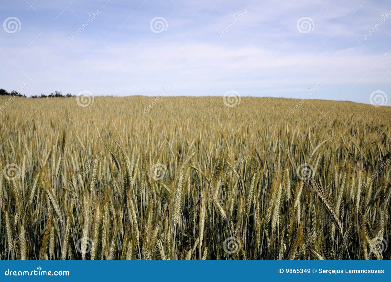A rye field stock image. Image of farm, grain, maturing - 9865349