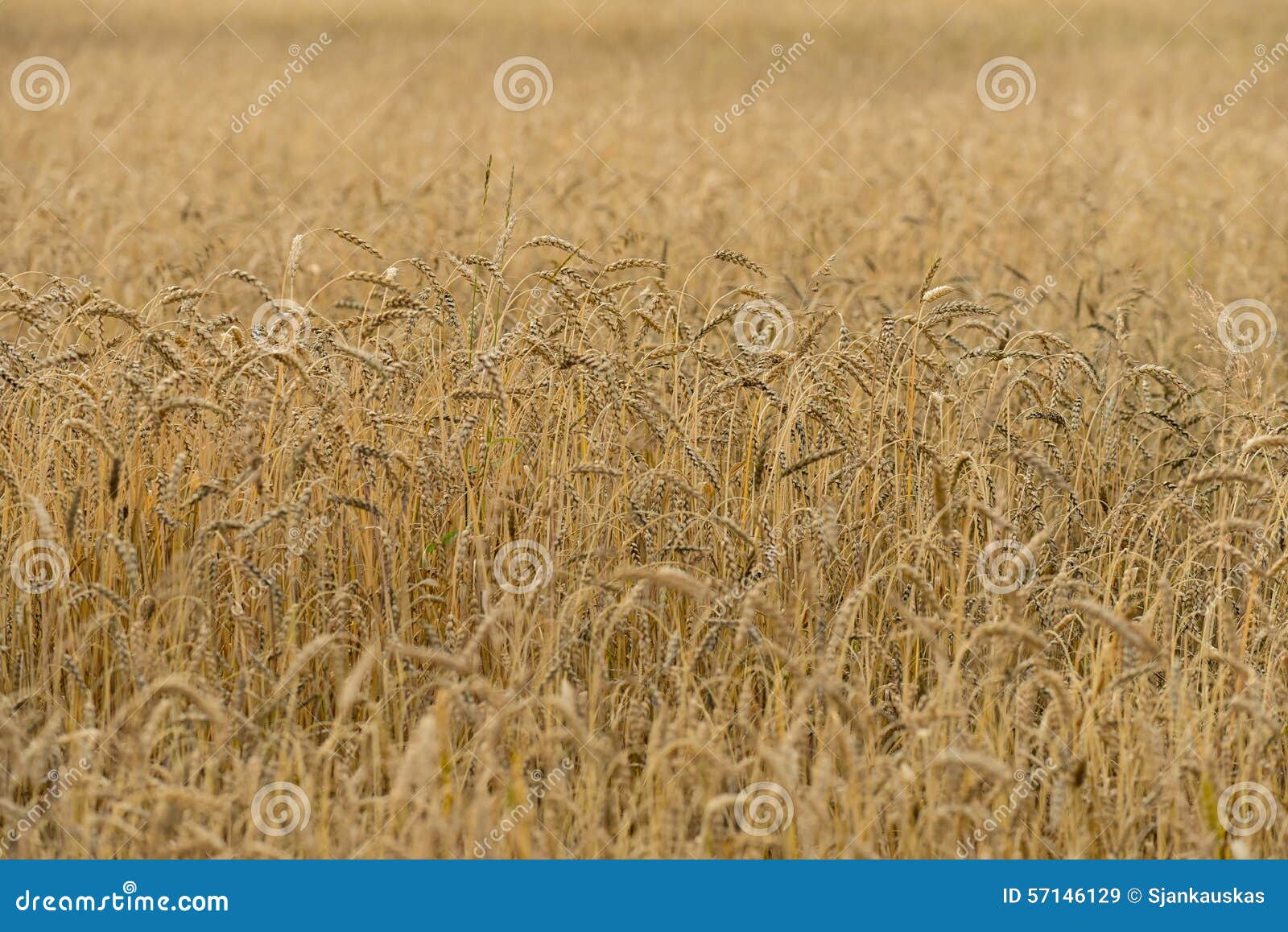 Rye field background stock image. Image of nature, closeup - 57146129