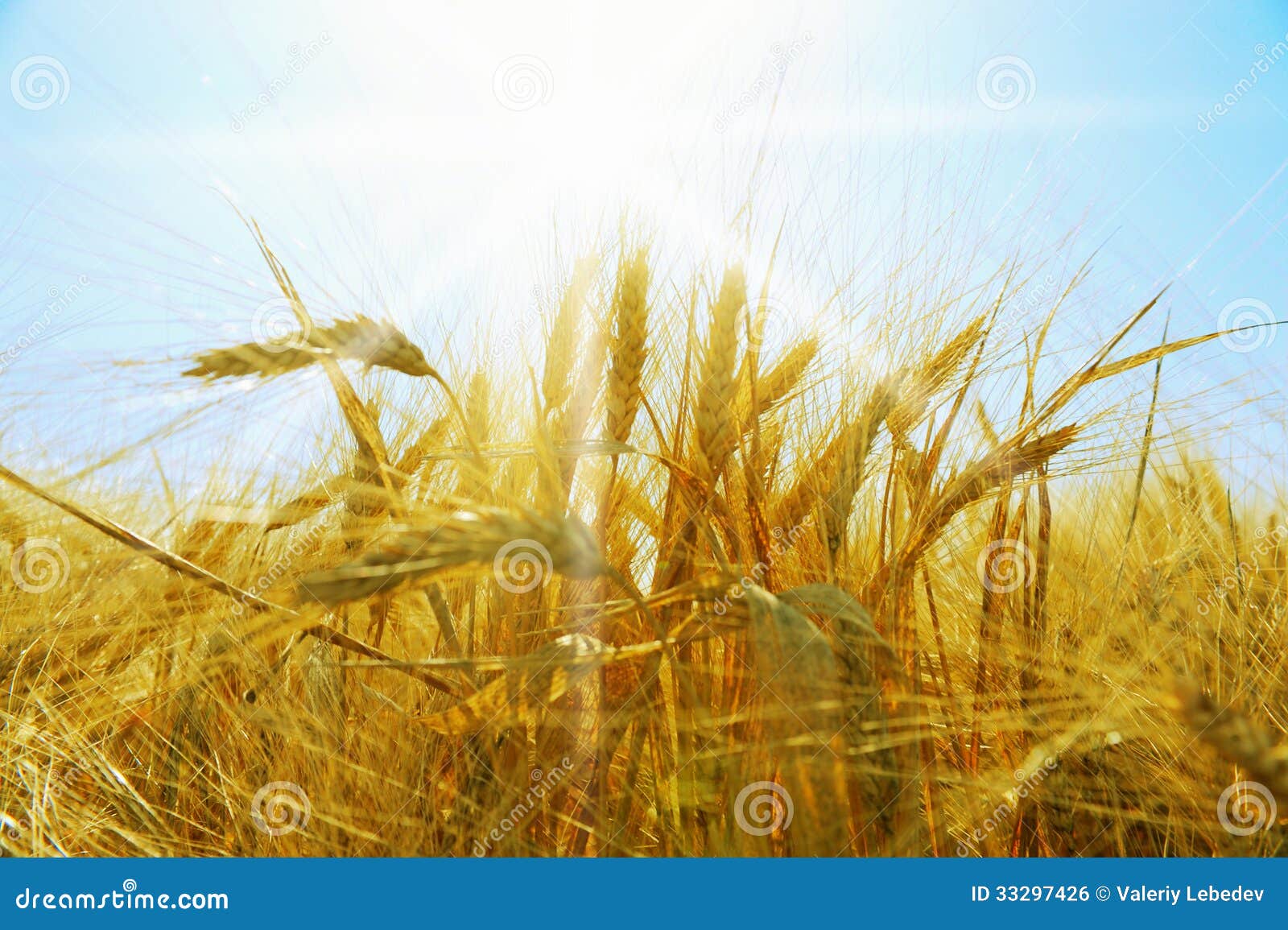 Rye field stock photo. Image of grow, cloud, gold, crop - 33297426