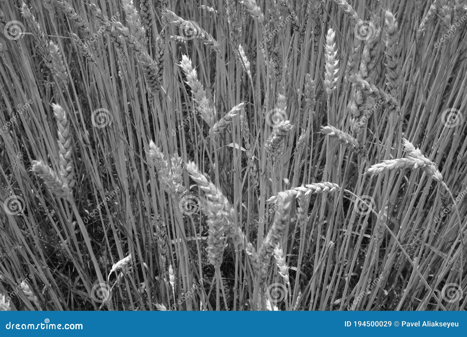 Rye field. black and white stock image. Image of bright - 194500029