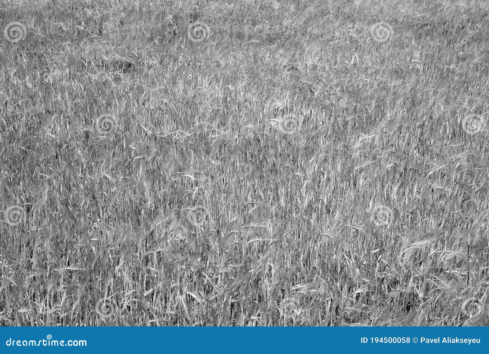 Rye field. black and white stock photo. Image of autumn - 194500058