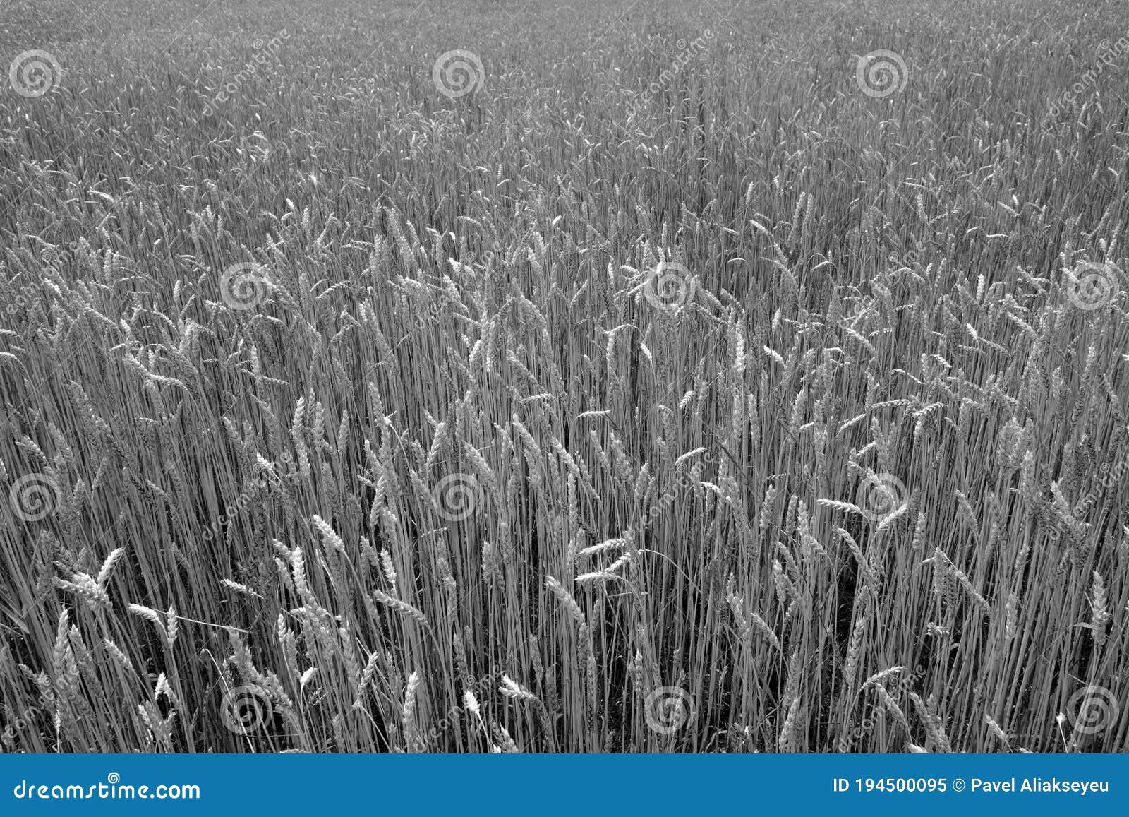 Rye field. Black and white stock image. Image of seed - 194500095