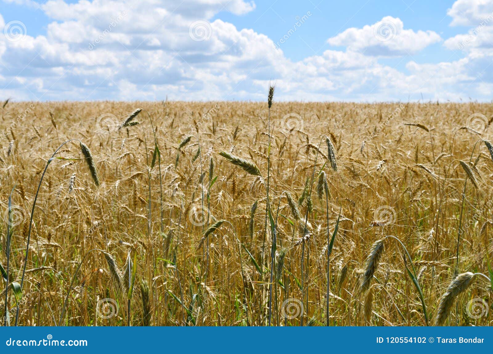 Rye Field on Blue Sky Background Stock Photo - Image of summer, field ...