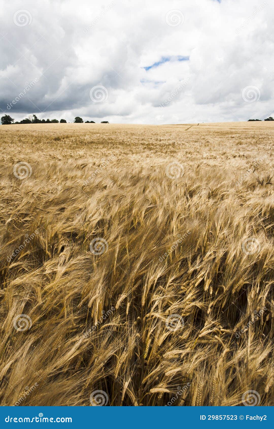 Rye Field in Wind stock image. Image of cloudy, wind - 29857523