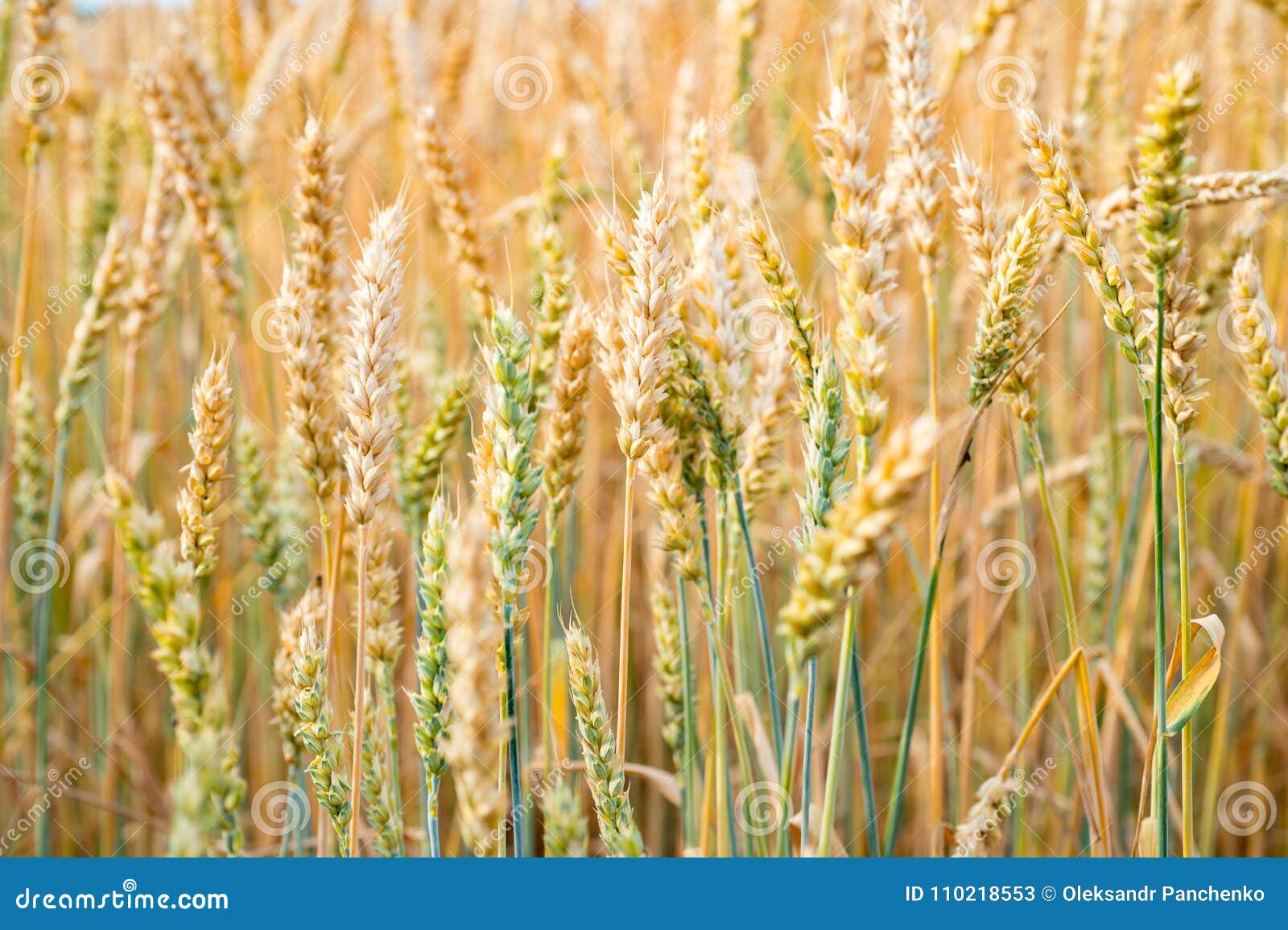 Rye field close up stock image. Image of meadow, bread - 110218553
