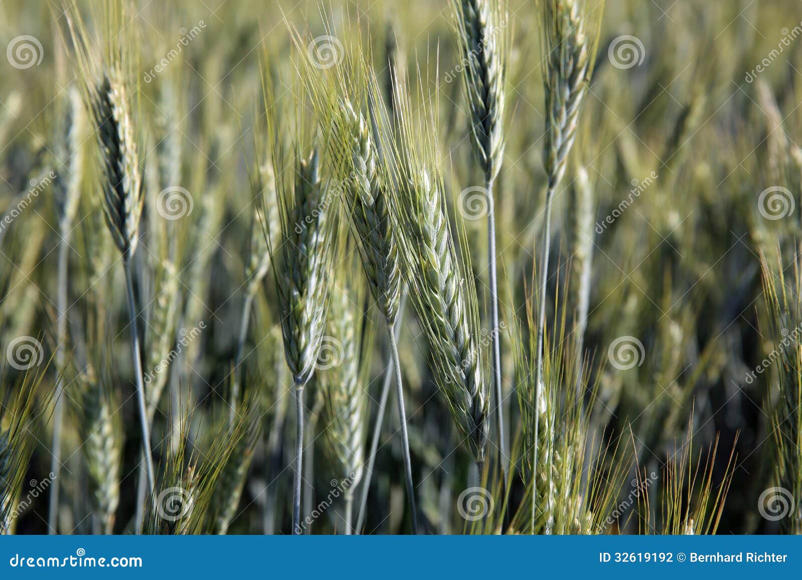 Rye Field stock photo. Image of grain, flour, field, close - 32619192